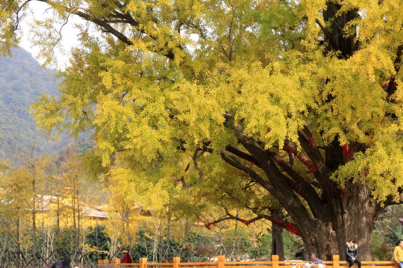 Quelques arbres de Chine.. | Les arts foreztiers